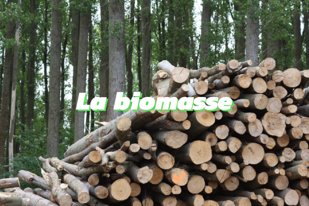 Tout ce que vous devez savoir sur la biomasse — Qui Est Vert